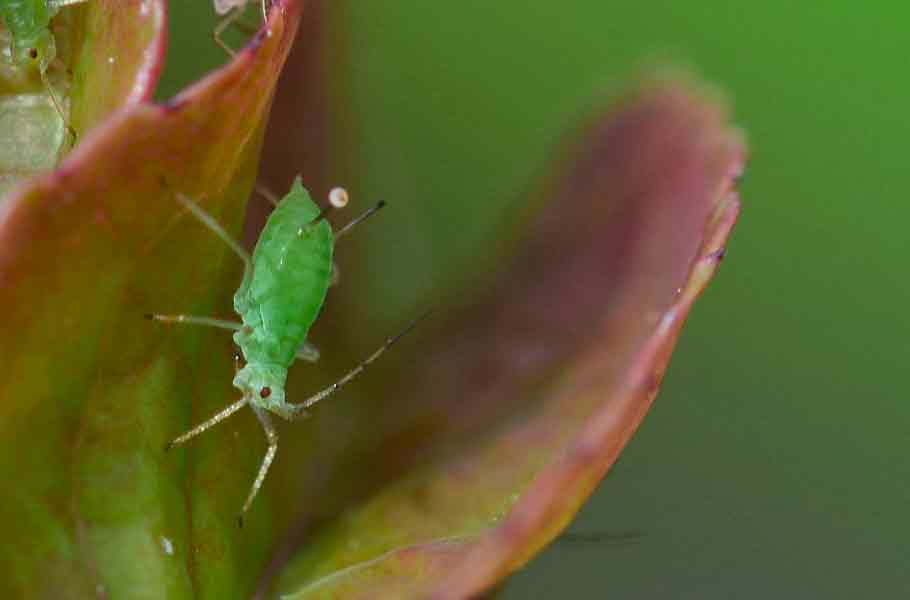 Bladluis bestrijden: zo doe je dat natuurlijk! | Eco-Logisch